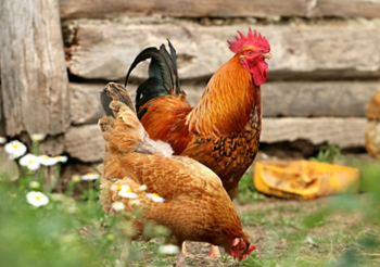 What do Poultry Labels Actually Mean? - Food 4 Success, LLC